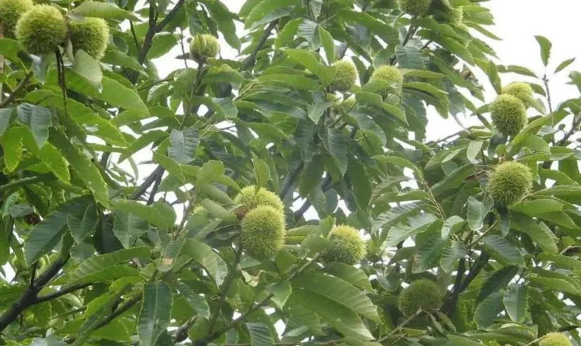 "Chestnut" is the future development path of Jiangjun Tomb Town - iNEWS