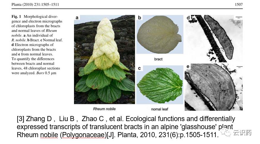 What kind of plant is "Tahuang"? - iNEWS