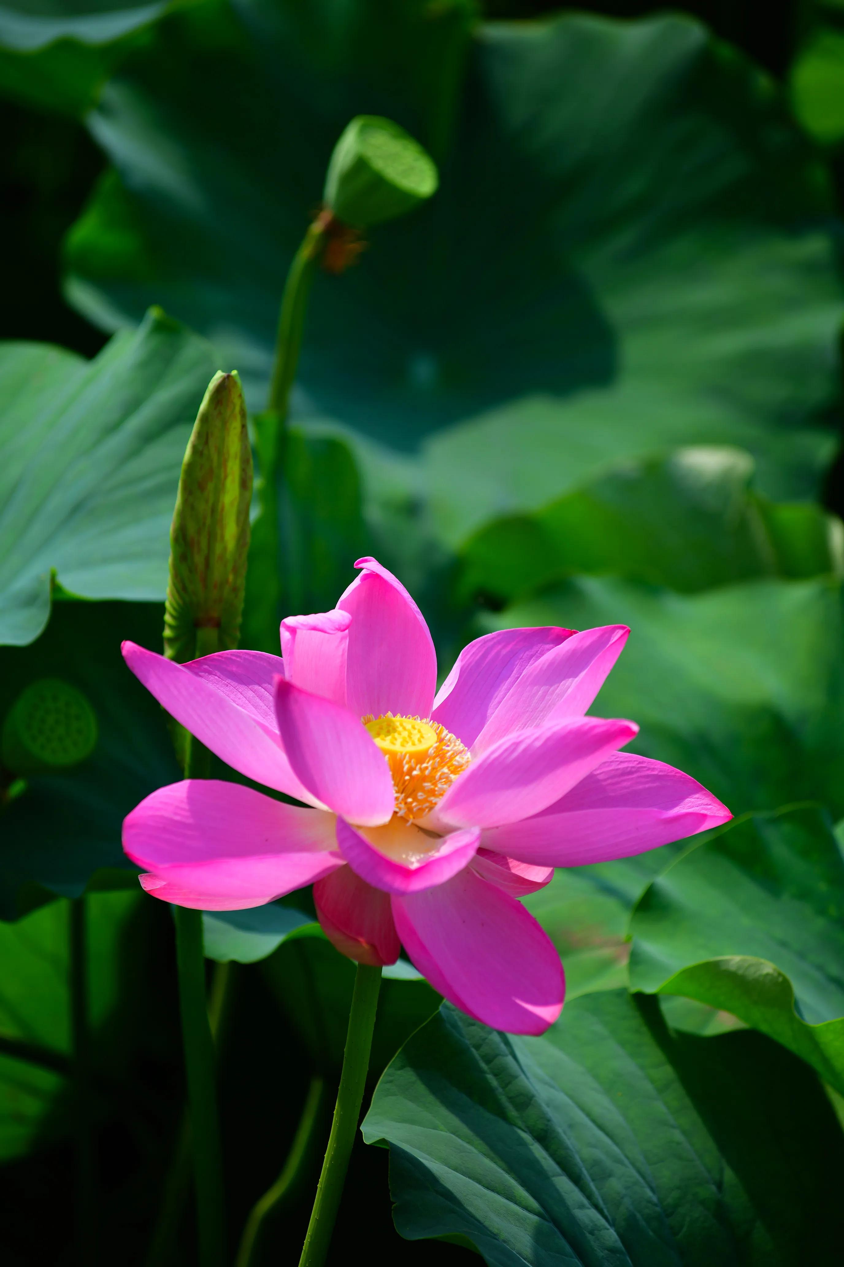 Shooting lotus flowers with a telephoto lens - iNEWS