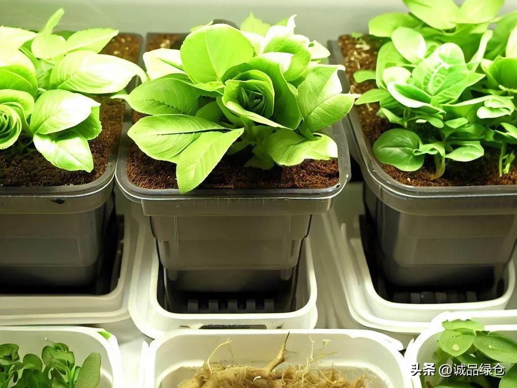 Hydroponic green dill, let you easily have a pot of fresh and beautiful ...