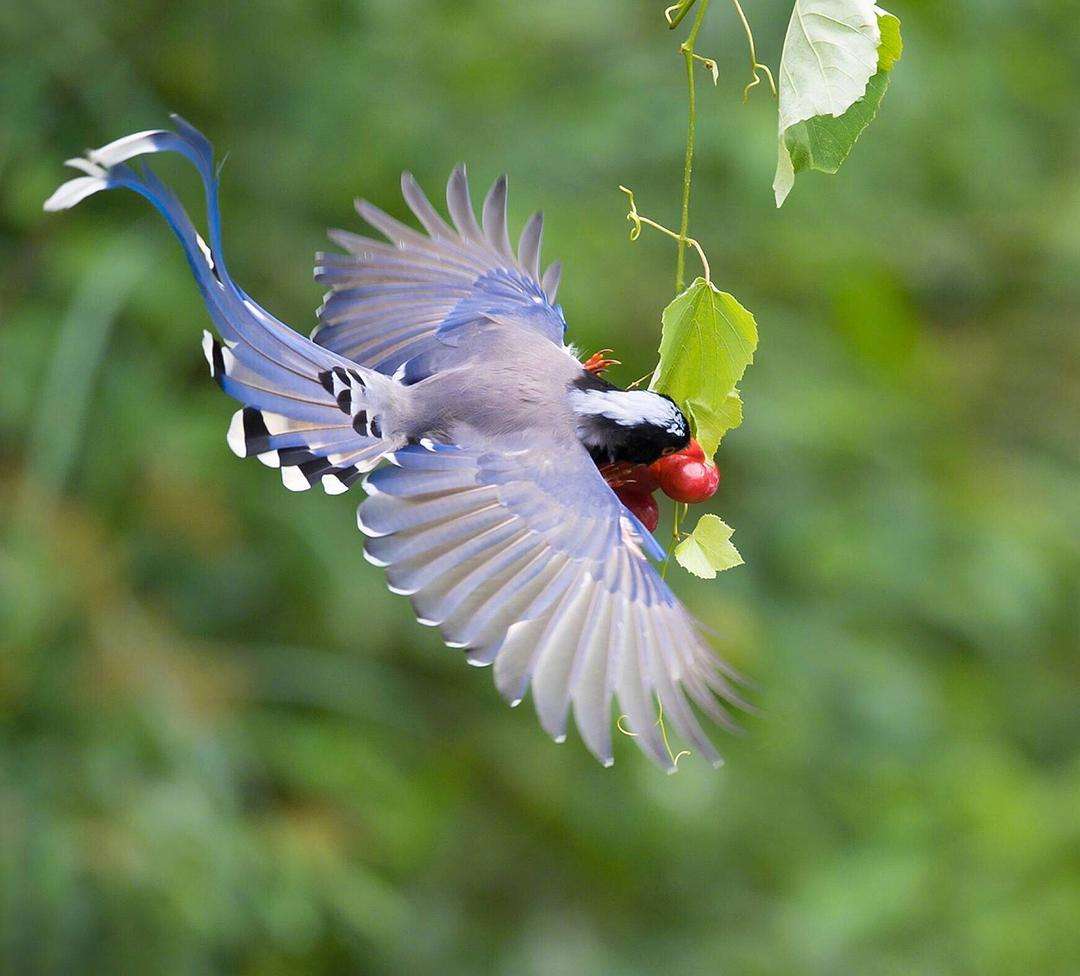 The soaring world of storks: ecology, behavior and conservation - iNEWS