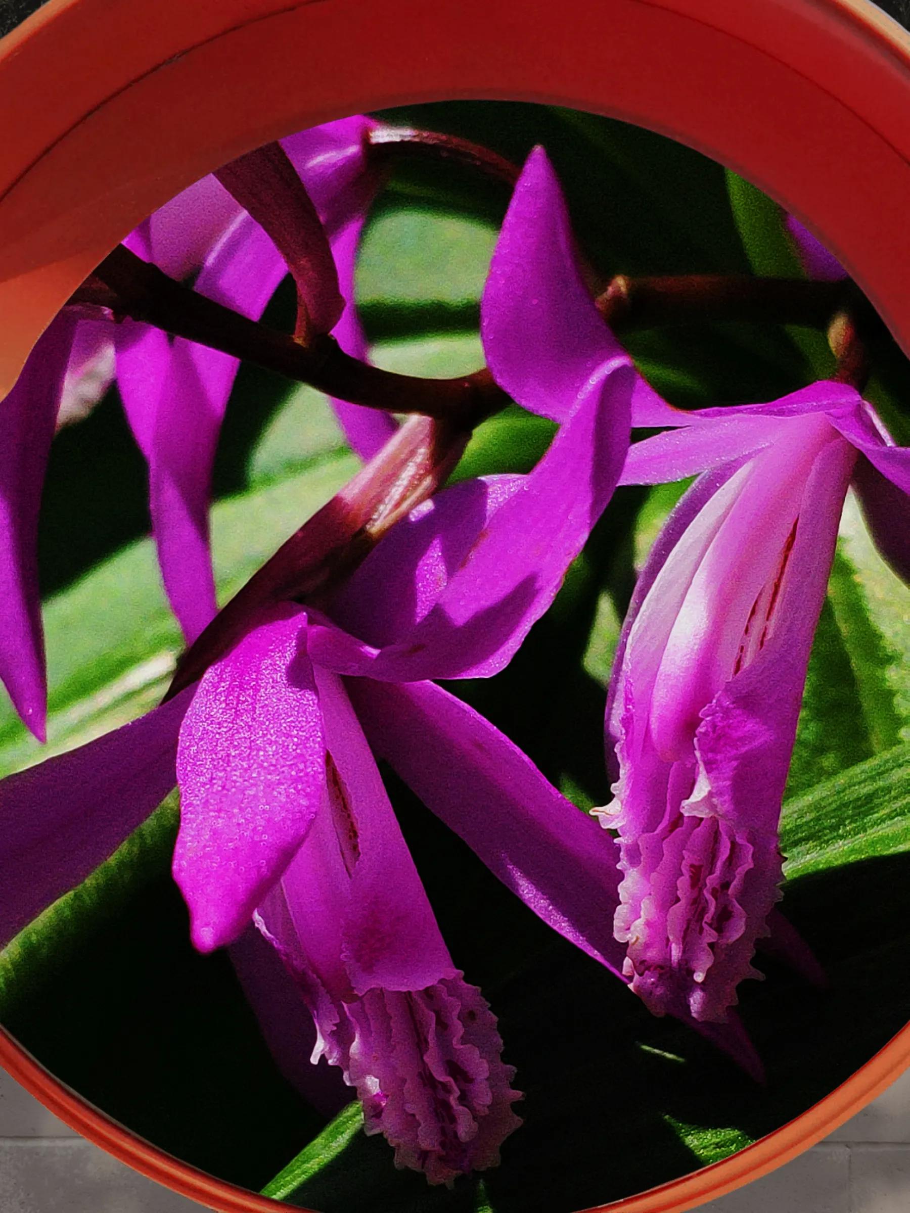 Bai Ji (photographed by mobile phone) - iMedia