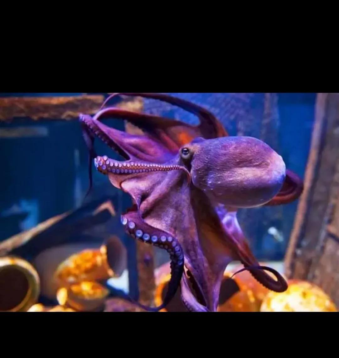 The face-changing master of the animal world - the "72 changes" of the ...