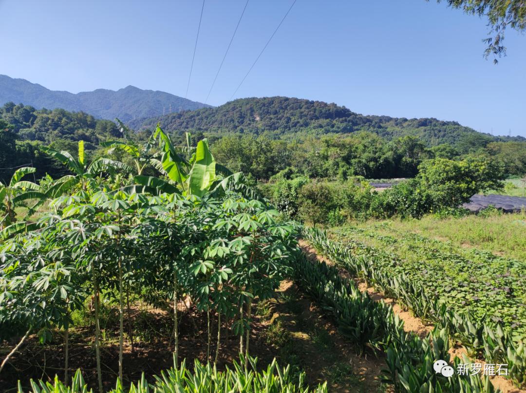 Yanjiang Village, Yanshi Town: Cultural Yanjiang with Shiyan Headed Up ...