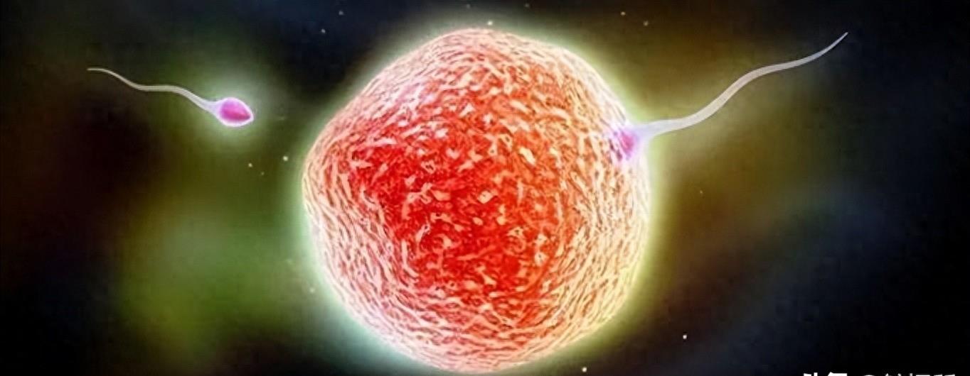 The shining moment of life: the amazing moment when human egg and sperm ...