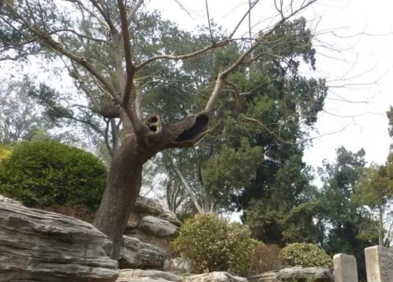 More than 300 years have passed, what is the current situation of the ...