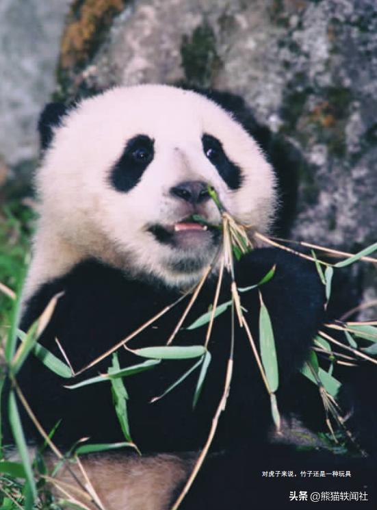 Giant panda Huzi (3): Huzi was attacked by jackals and was forcibly ...