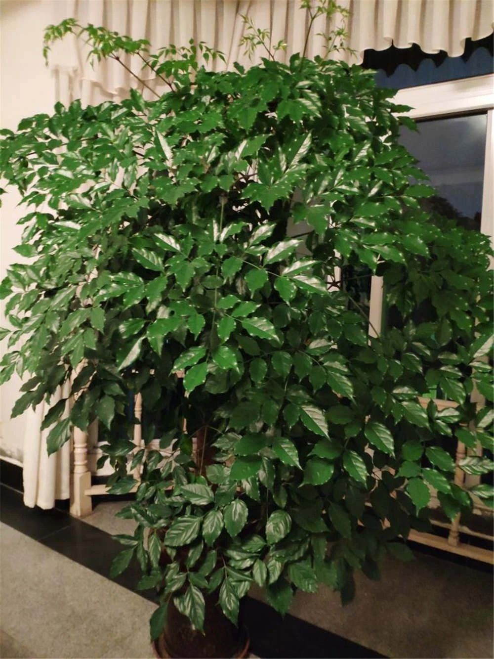 Raise these 3 kinds of "wealth trees" in the living room. They are tall ...