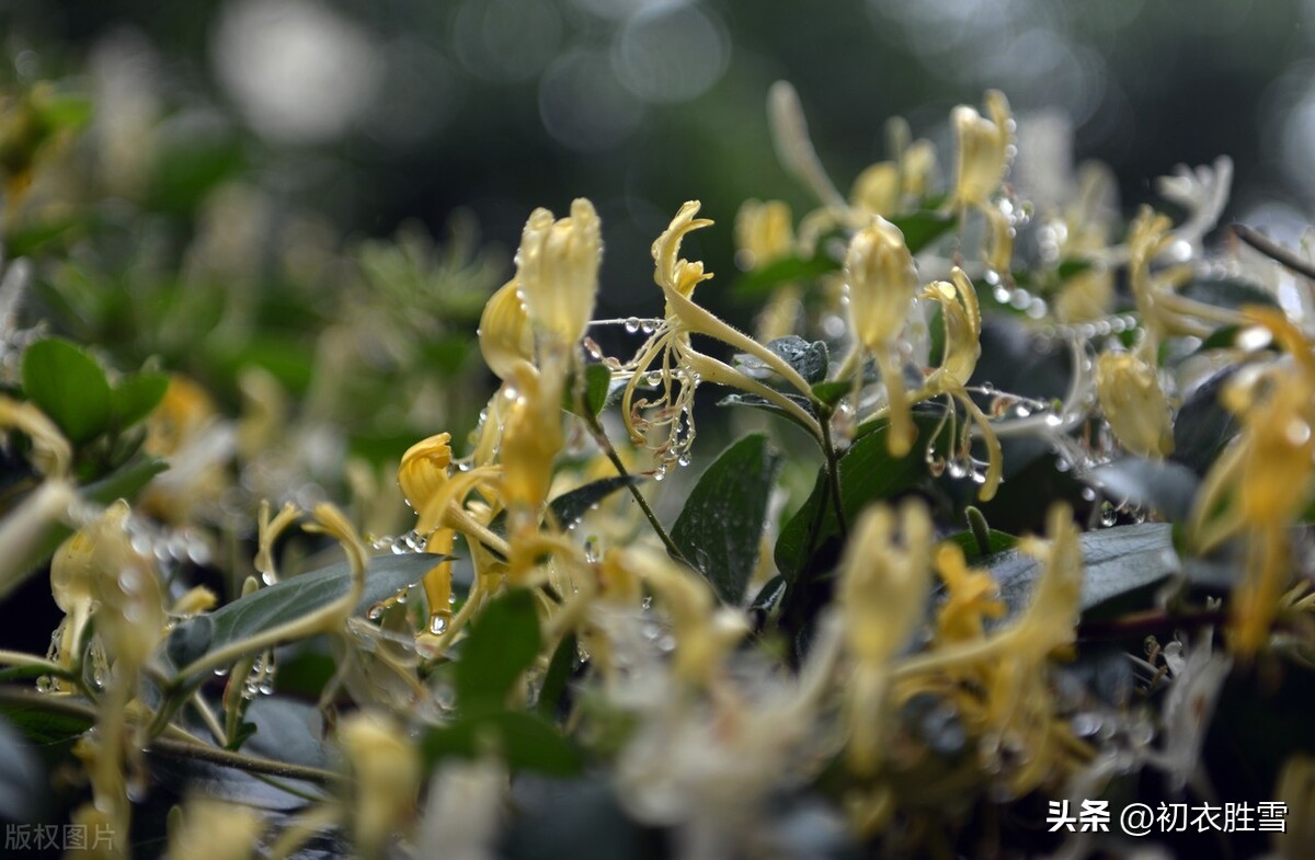 Six Poems of Honeysuckle Flower and Honeysuckle: Pengmen didn't know ...