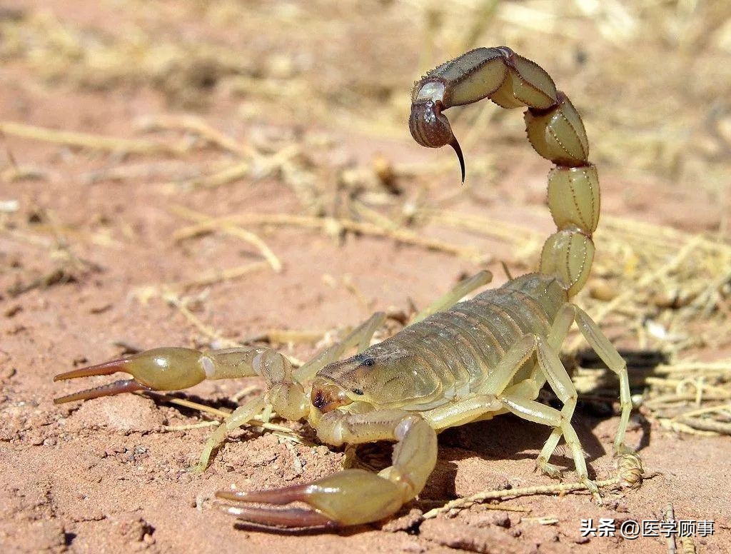 How to treat a scorpion sting correctly - iMedia
