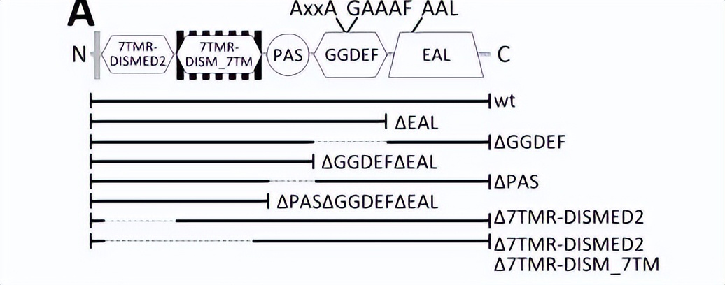 Explore the interaction between RgsP and RgsM in rhizobia growth and cell division - iNEWS