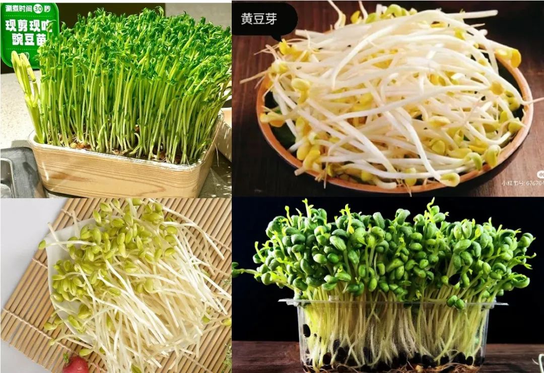 Delicious appearance! Why Fresh Bean Sprouts Can Be Explosive - iMedia
