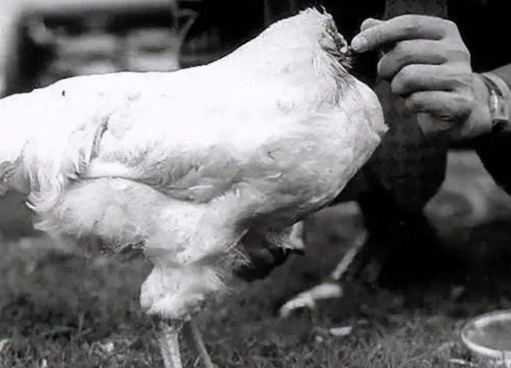 Headless Chicken: Beheaded and still live for 18 months, touring the ...