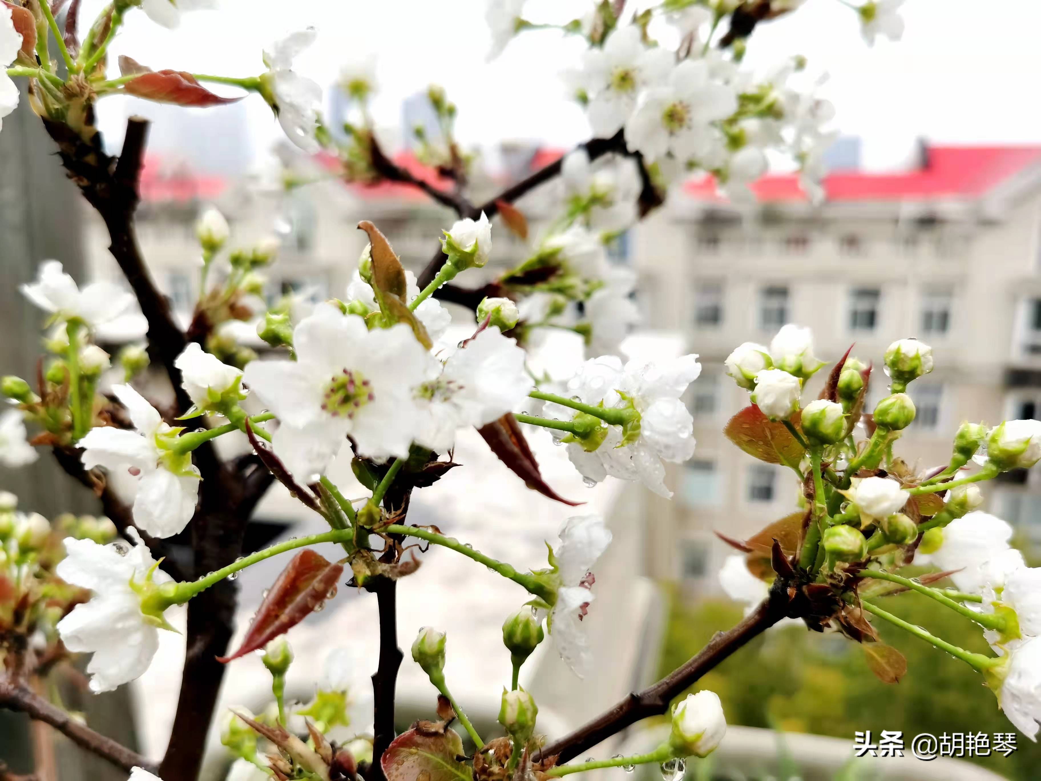 11 Poems: When the pear flowers are stained with spring rain, a cry, a ...