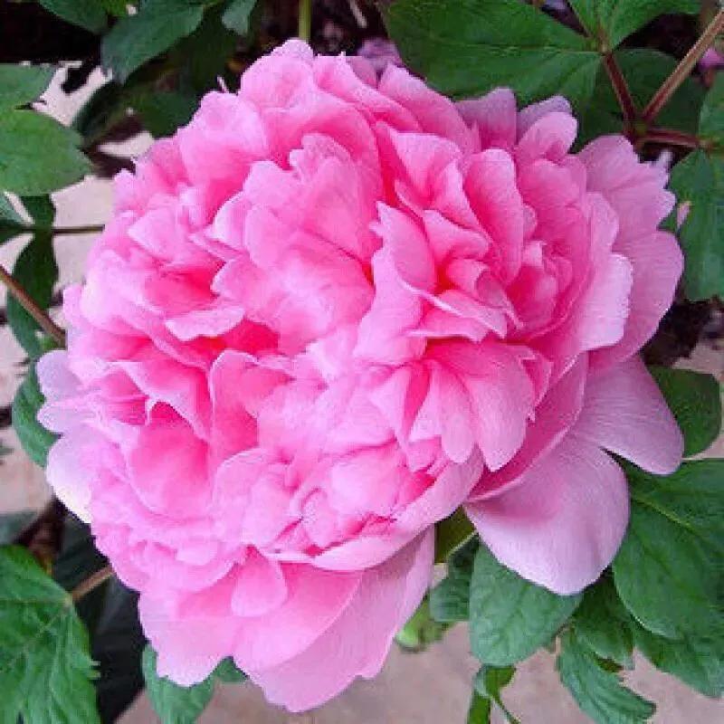 Colorful, colorful, beautiful flowers are intoxicating - iNEWS