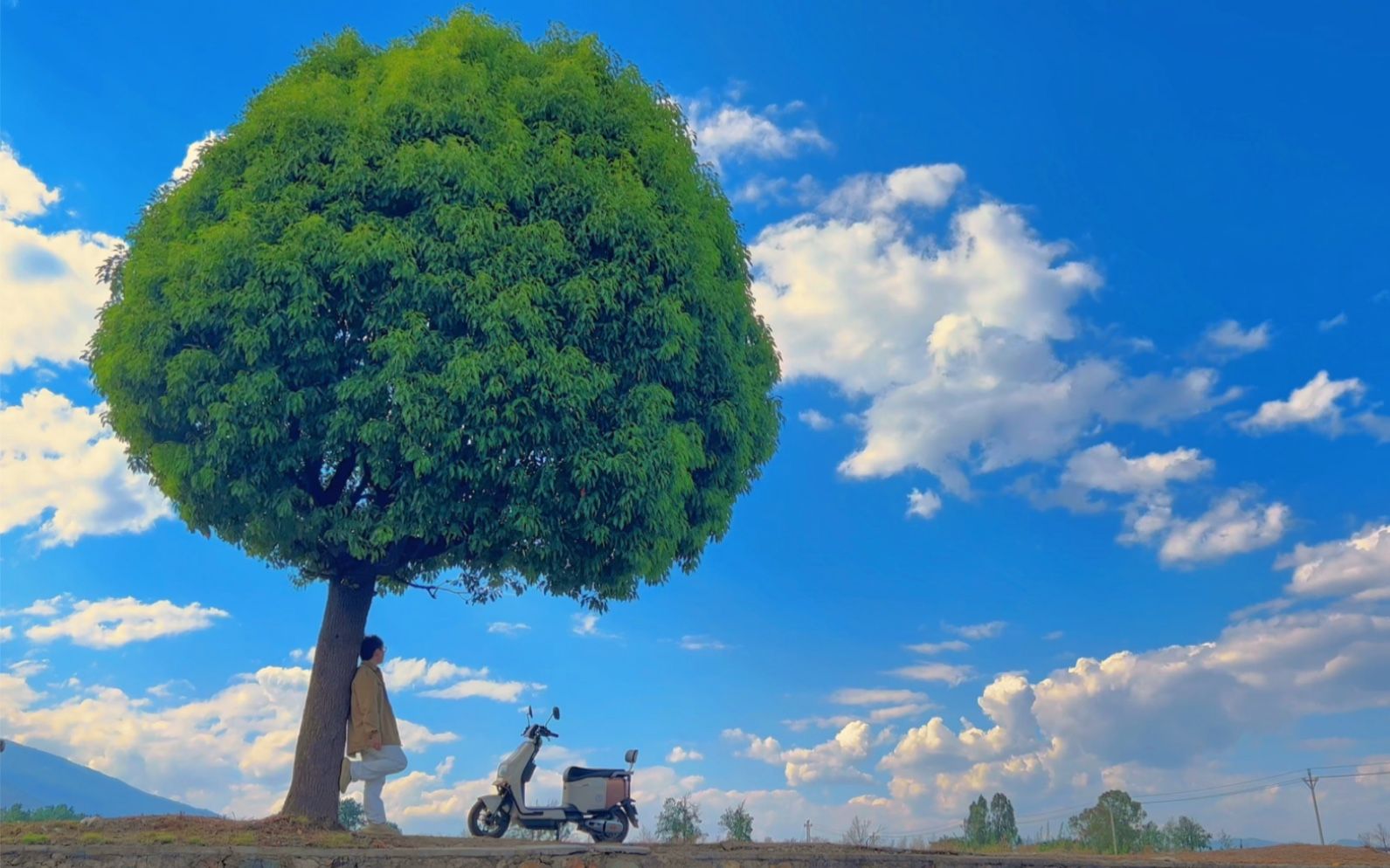 Dali responded that the lollipop tree was ridiculed as a "buyer's show ...