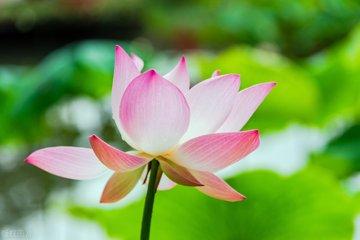 What is the difference between Mahayana and Hinayana? Should I learn ...