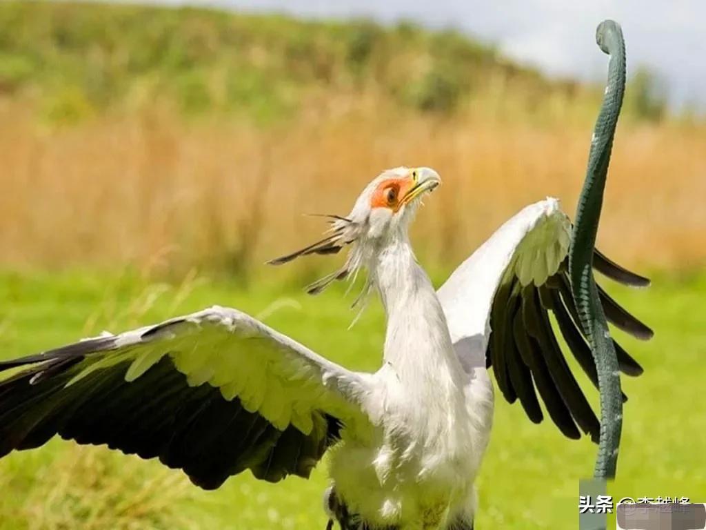 The snake vulture is known as the natural enemy of African poisonous ...