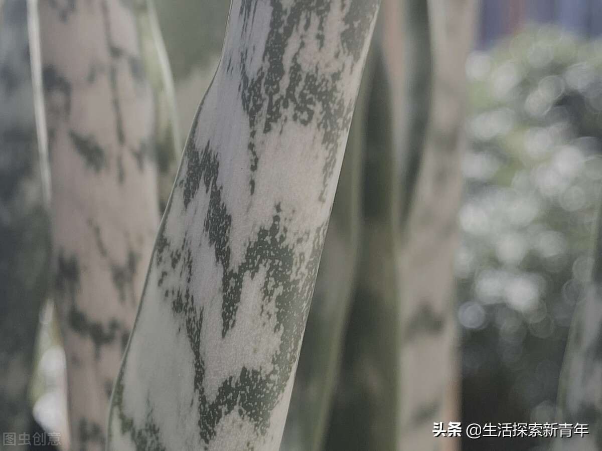 Do 3 points to make the tiger Pilan at home different, the leaves are ...