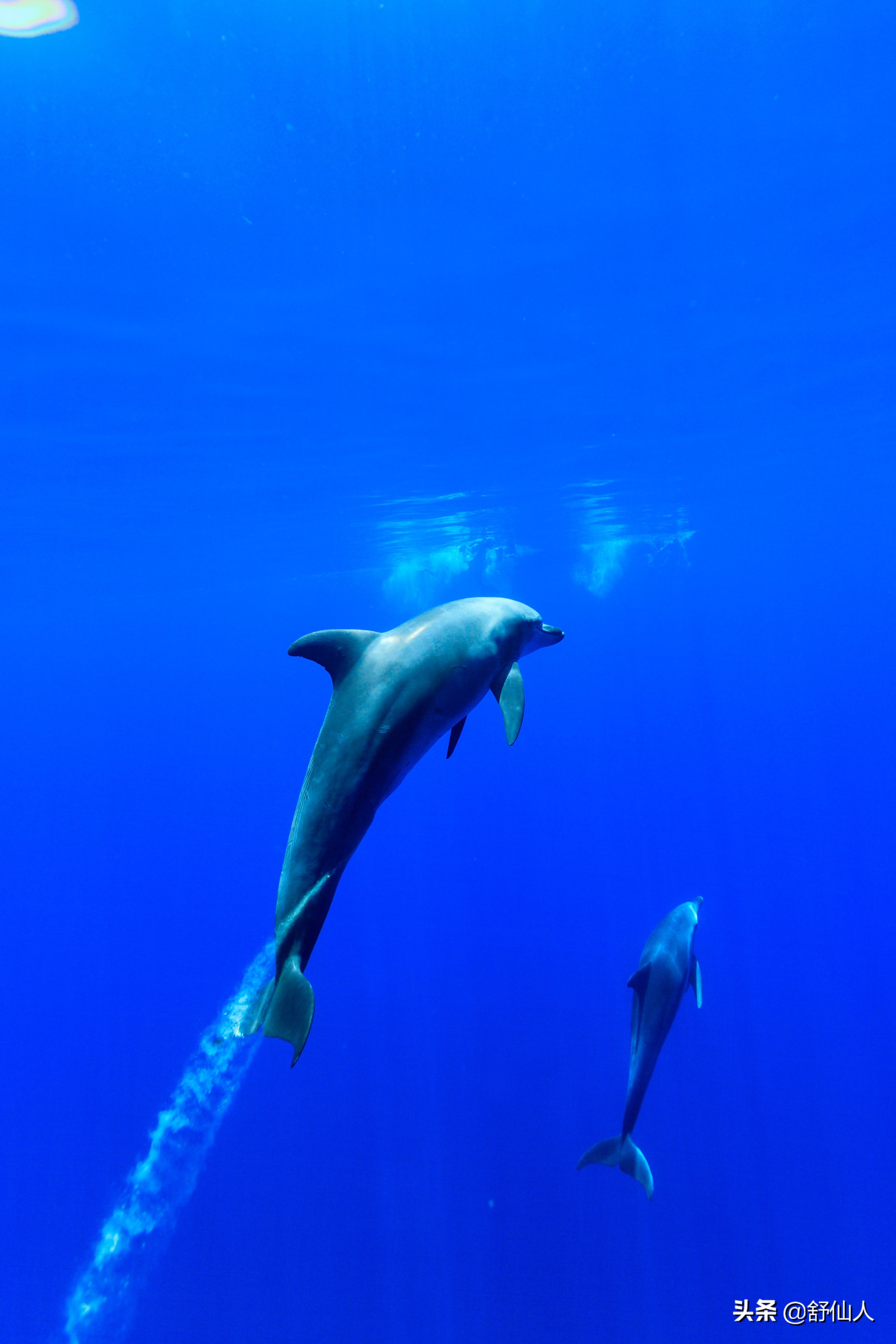 How do whales and dolphins sleep as mammals - iNEWS