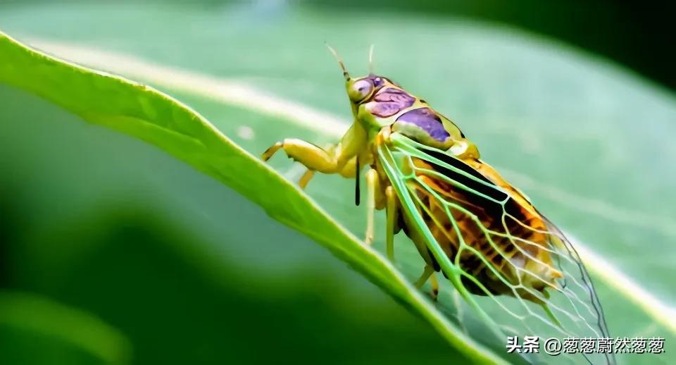 Beginning of Autumn Talking About Cicadas - iMedia