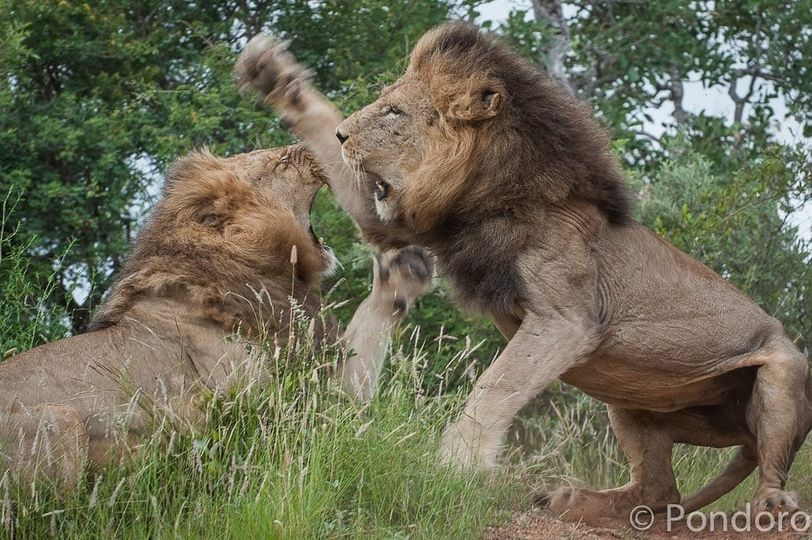 The history and current situation of Nkuhuma lion colony - iMedia