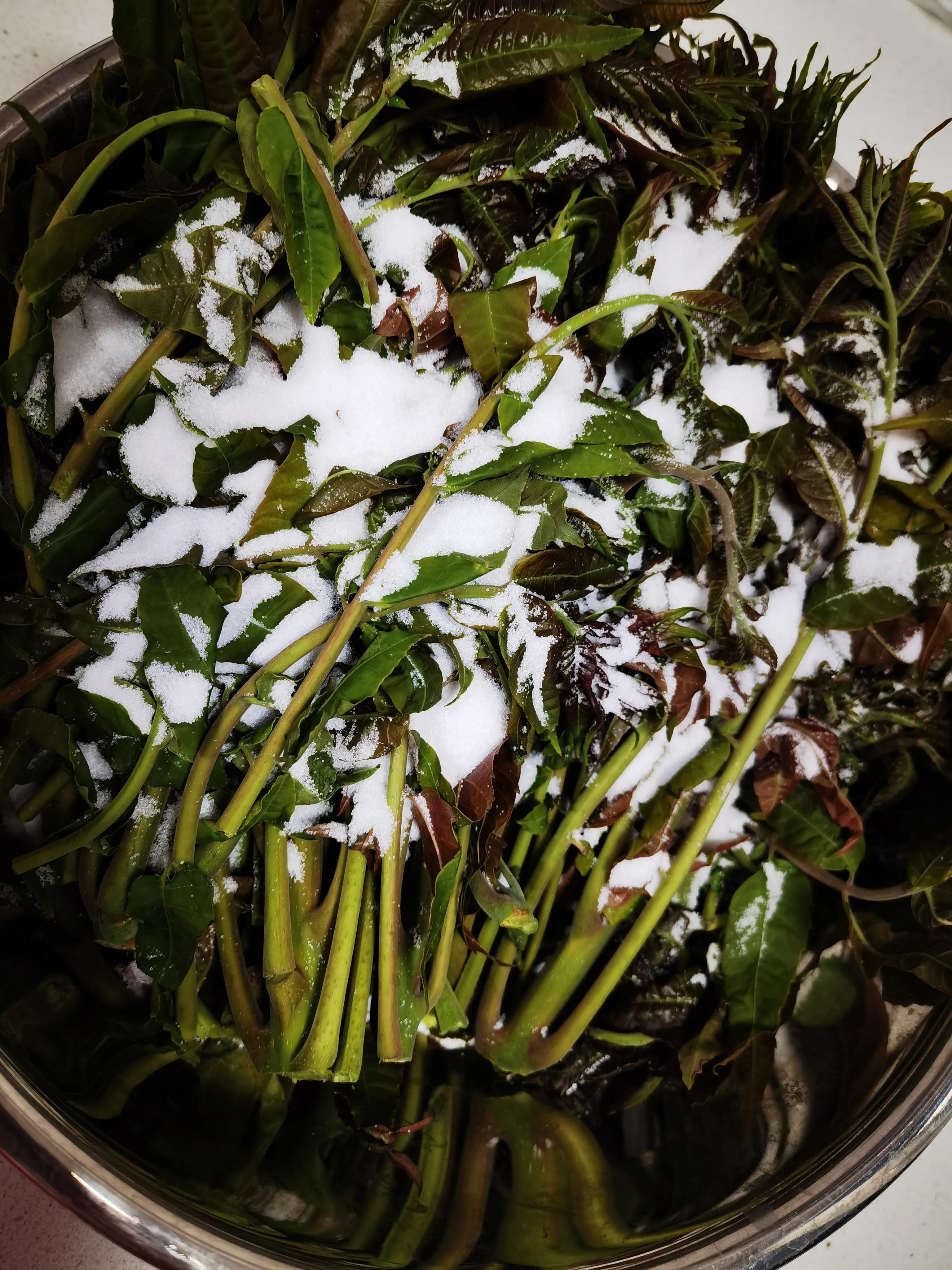 pickled toon sprouts - iMedia
