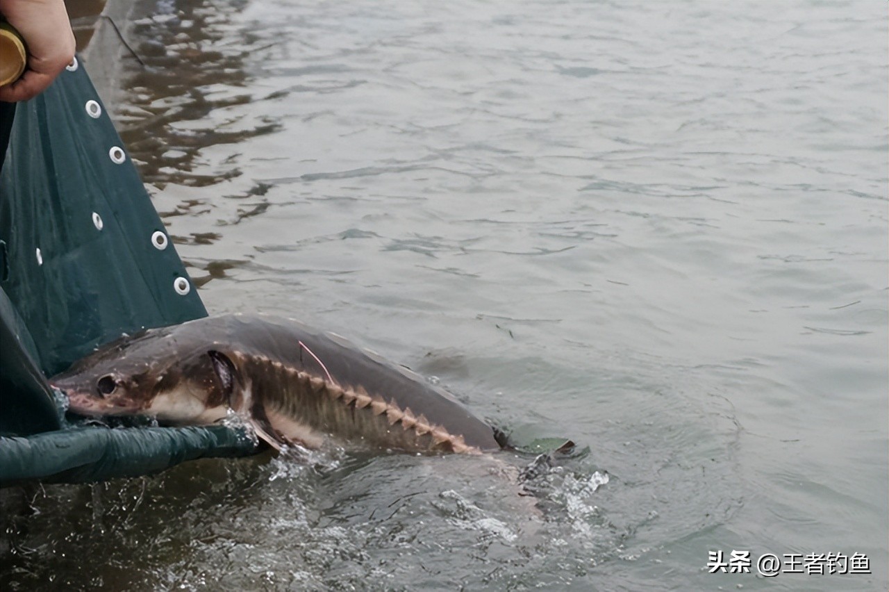 It only took 8 months for the Yangtze River sturgeon to go from "wild ...