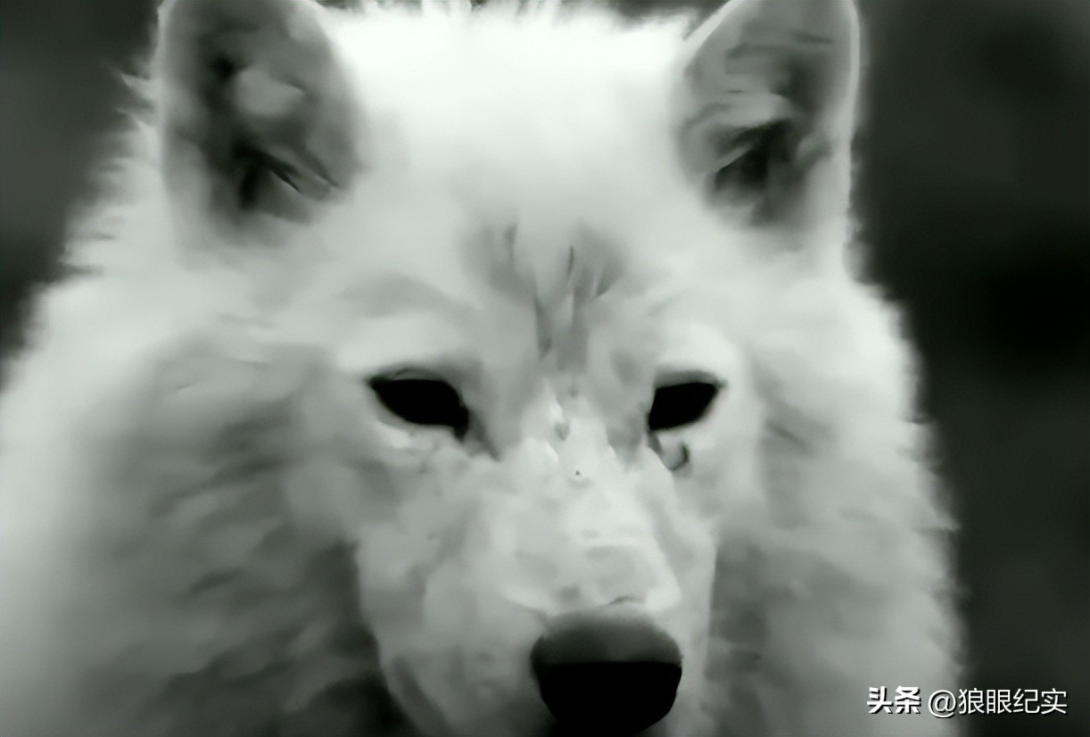 Extinct animal, Newfoundland white wolf. - iMedia