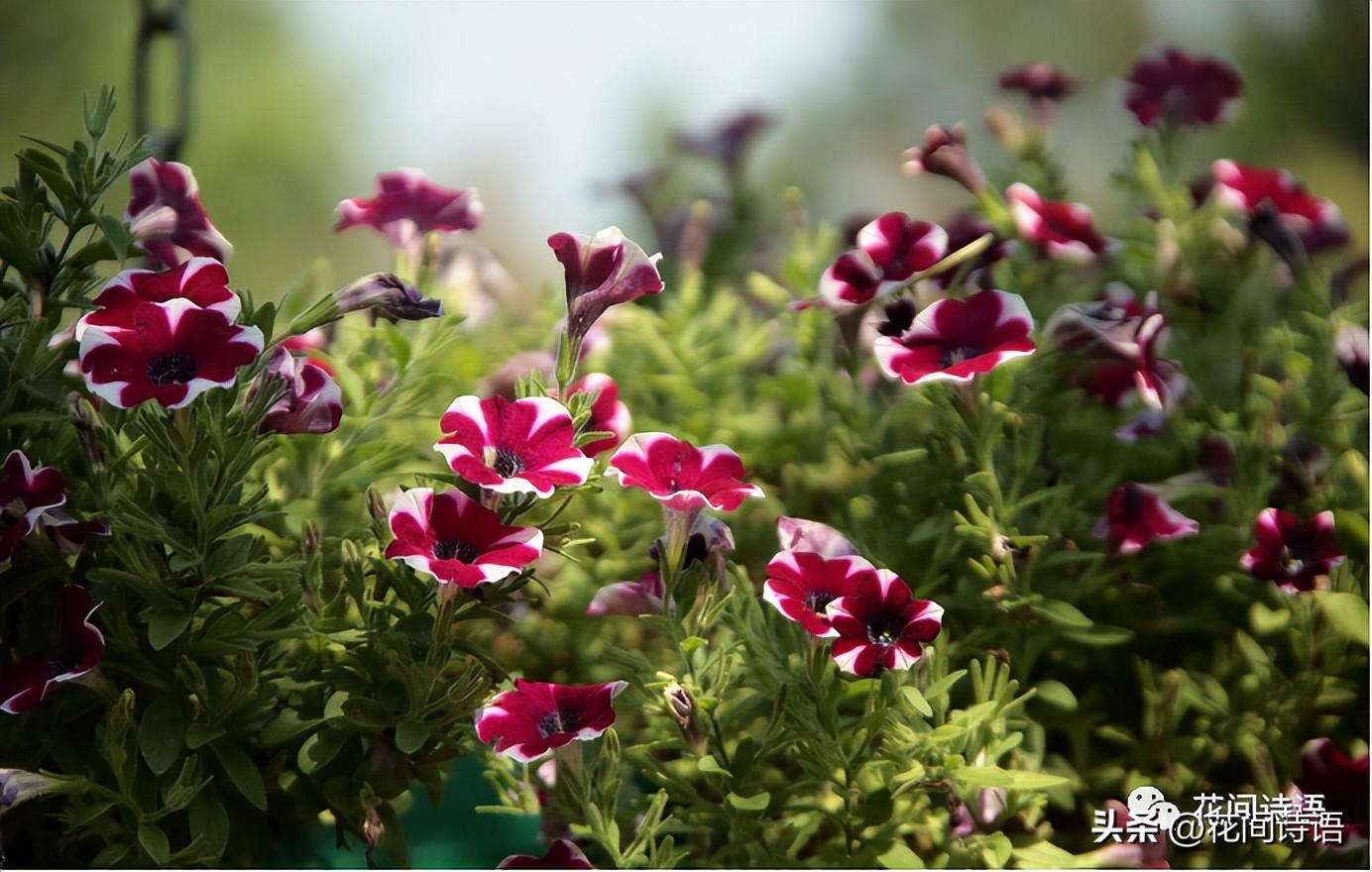 6 kinds of "blossom machines" that "beautiful in the sun" keep 1 pot at ...