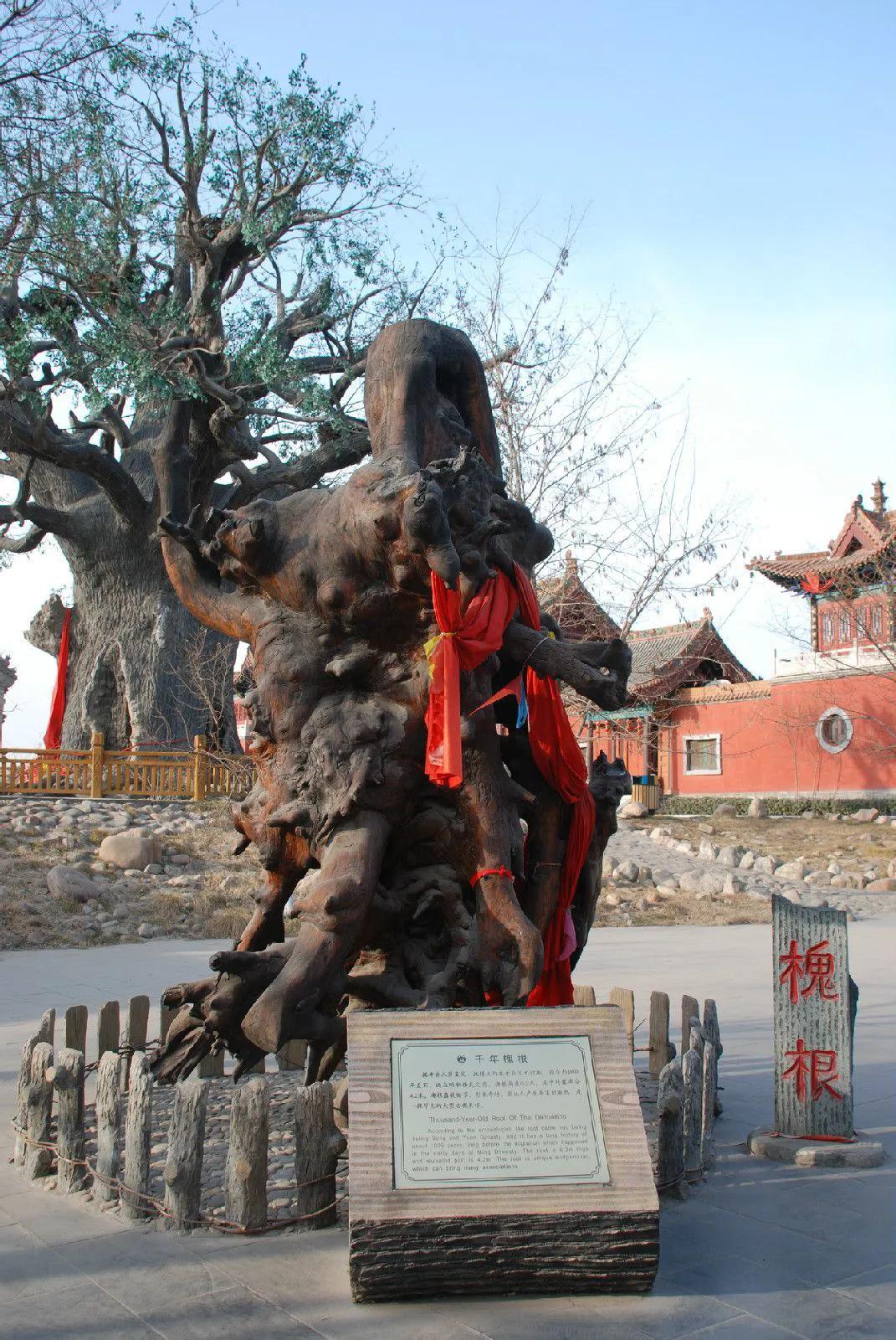 Hongdong big locust tree, an ancient locust tree, a story of national ...