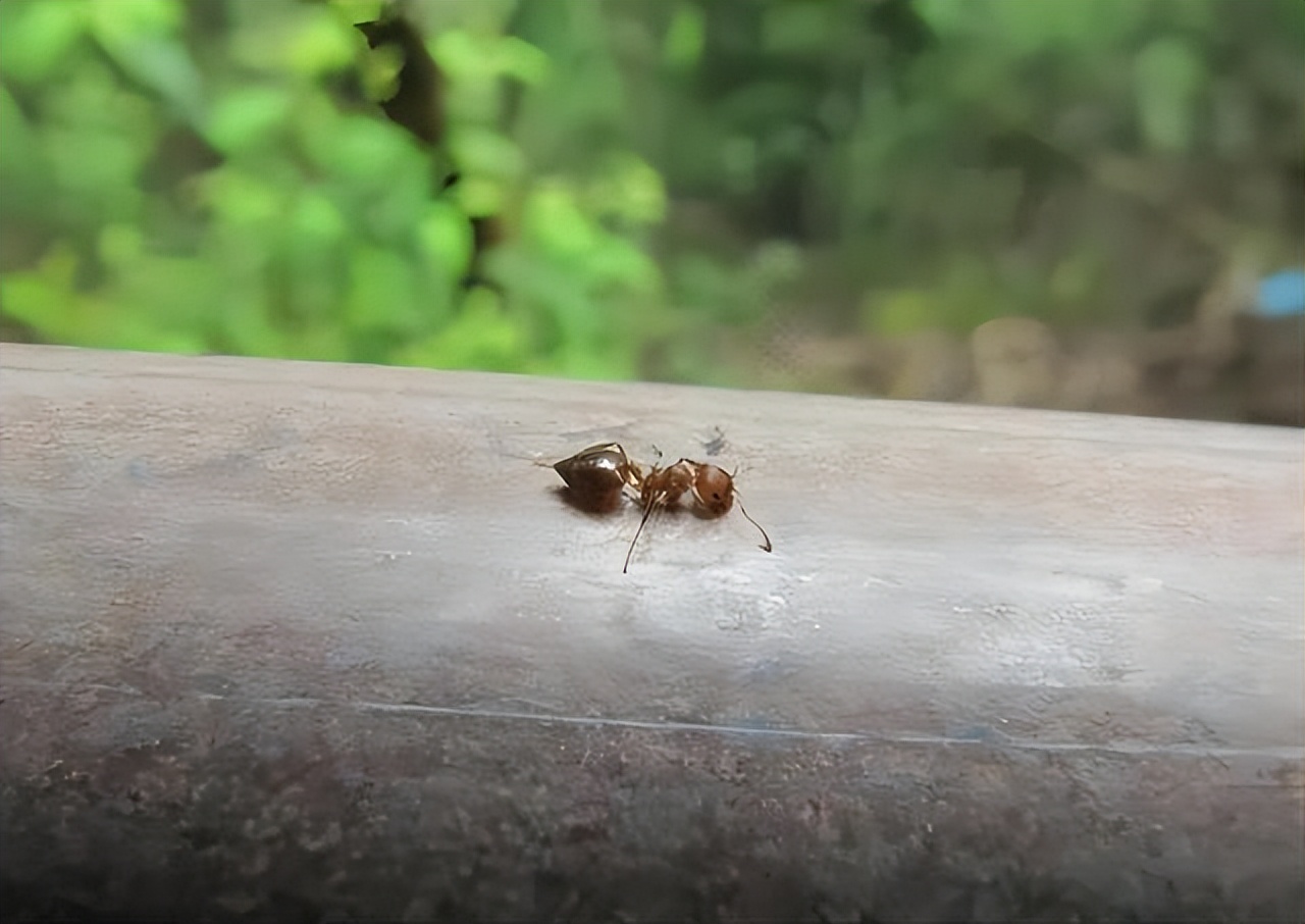 Why don't ants get lost? It turns out that the whole body comes with 12 ...