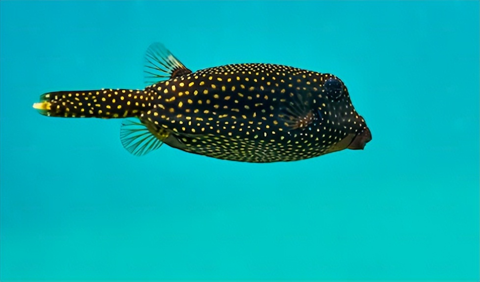 Our ears were once the gills of fish - iNEWS