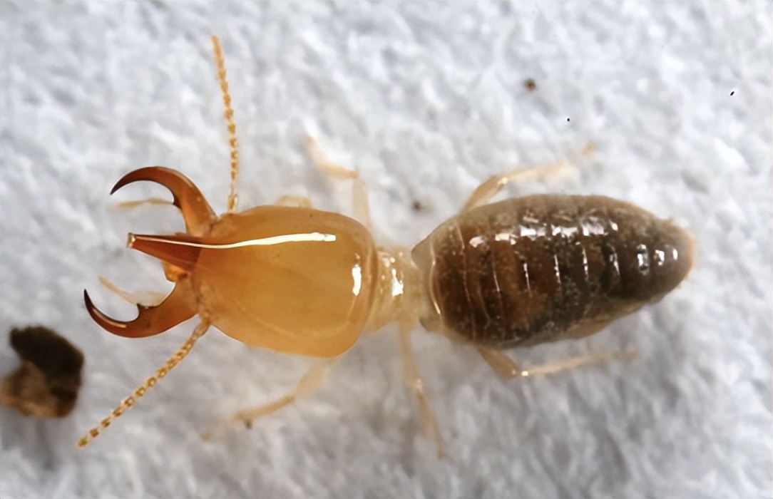 Animal populations may become overpopulated under certain conditions ...