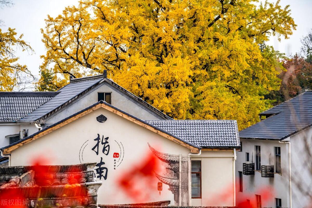 Writer's Column//Appreciation of Shanghai writer Mr. Zhang Chunxin's ...