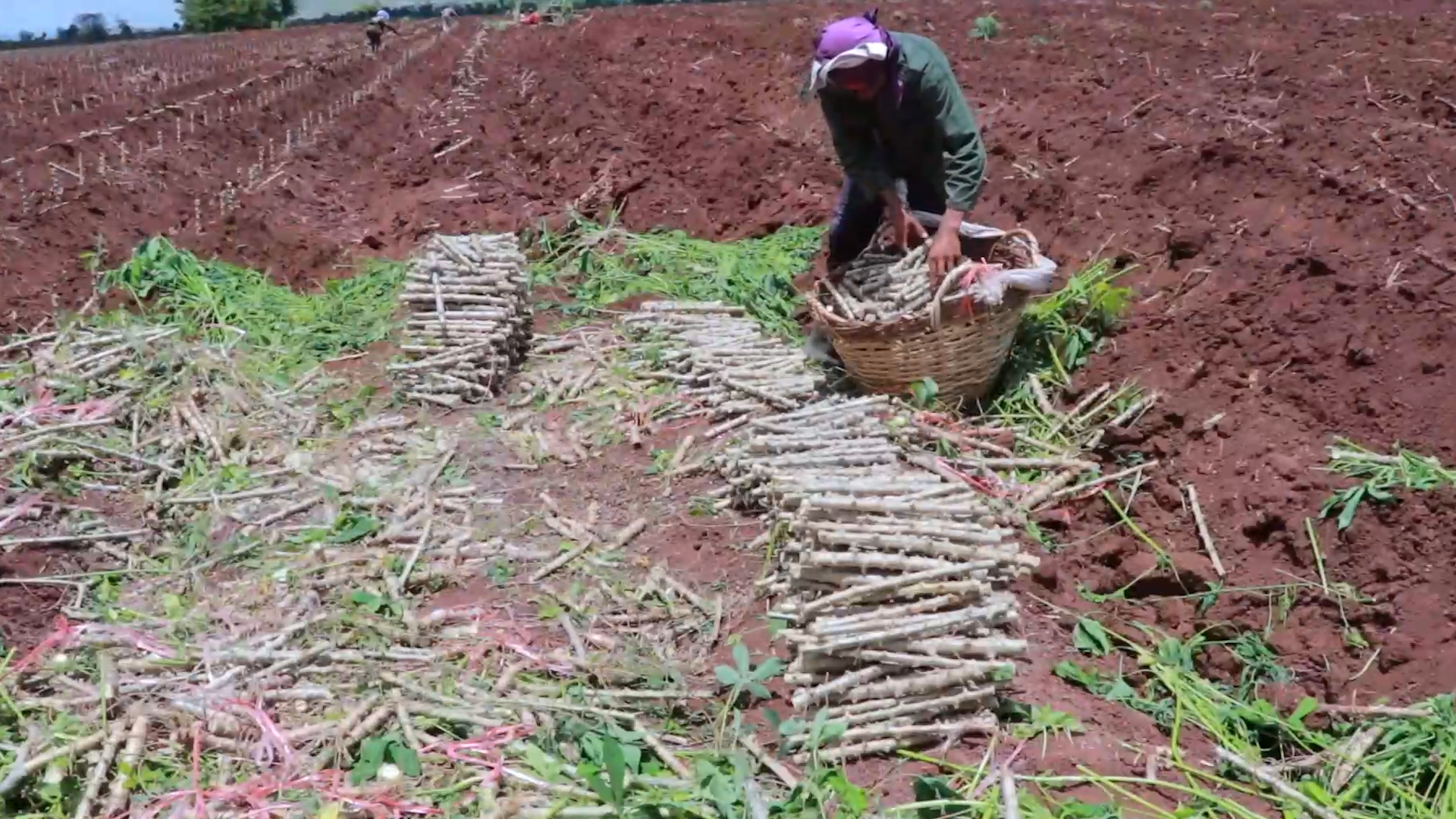 Cassava is as toxic as arsenic. Why is it still grown in large ...