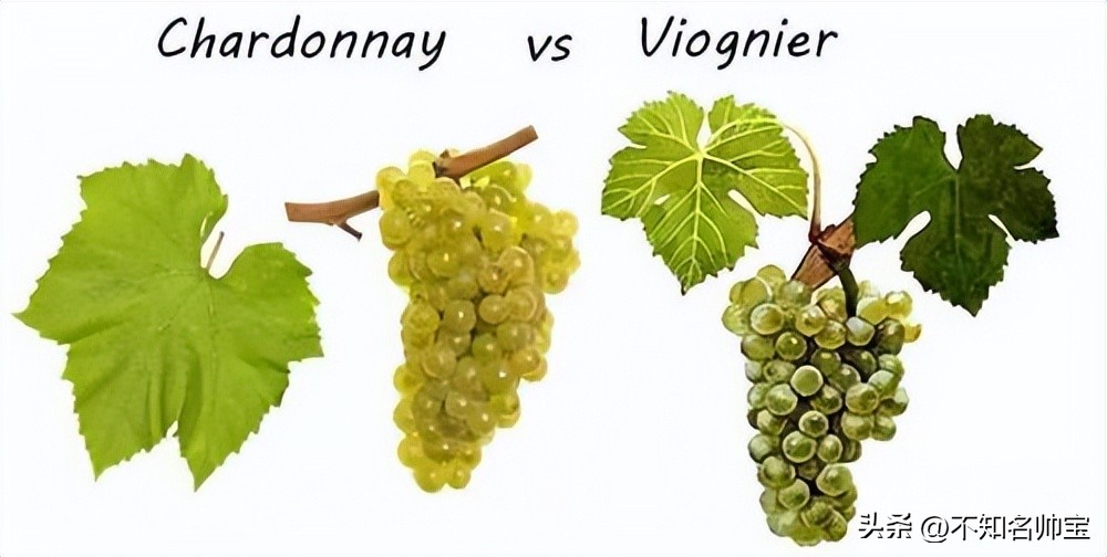 Evolution of polyphenols from grapes to wine - iNEWS