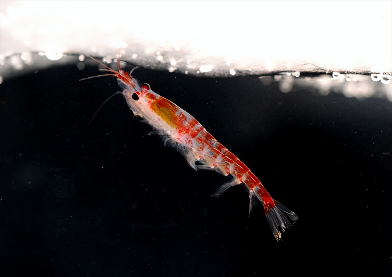 One billion tons of krill discovered in Antarctica, how fierce is the ...