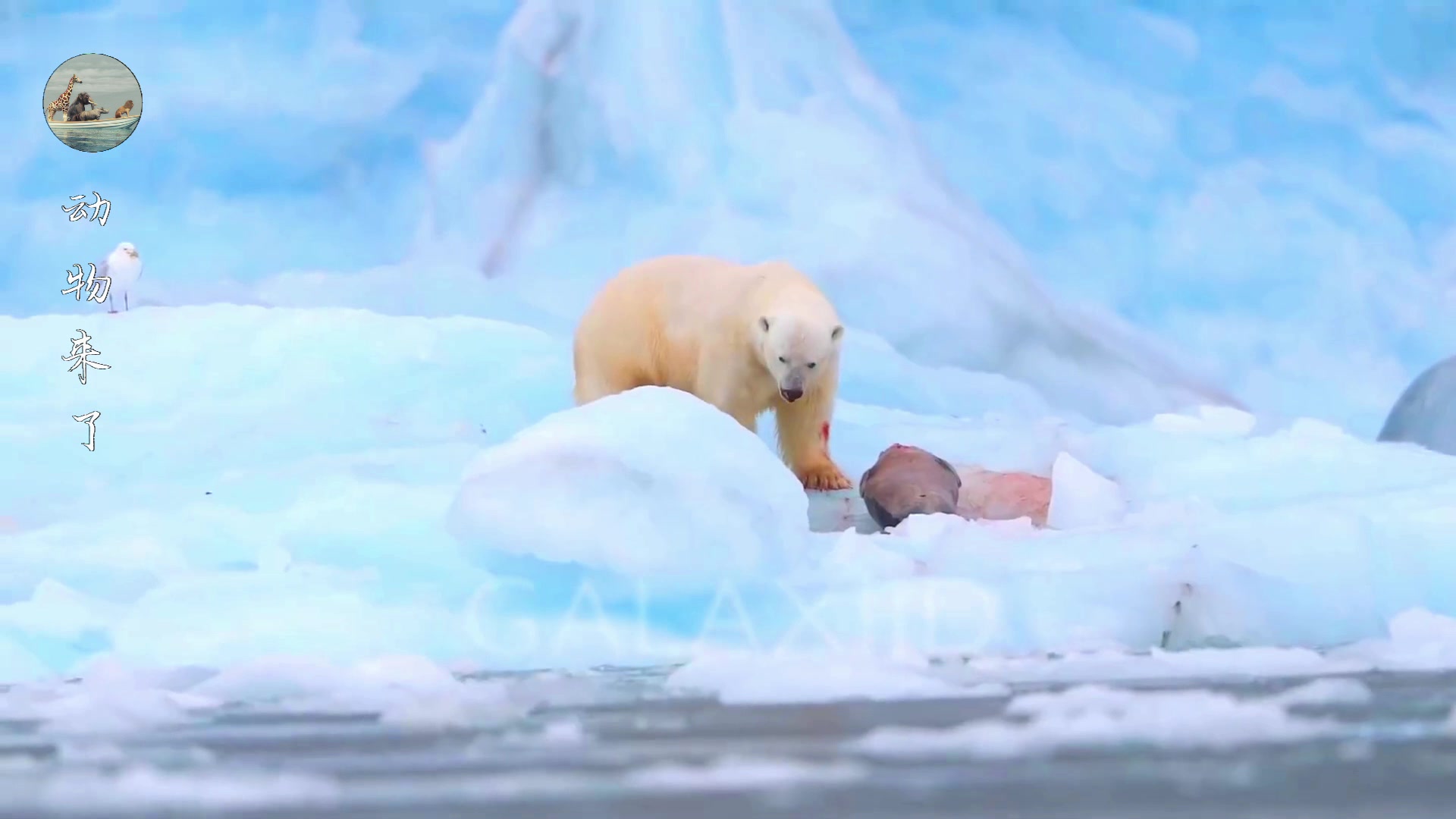 The polar overlord, polar bear, hunts seals, bites the seals in one ...