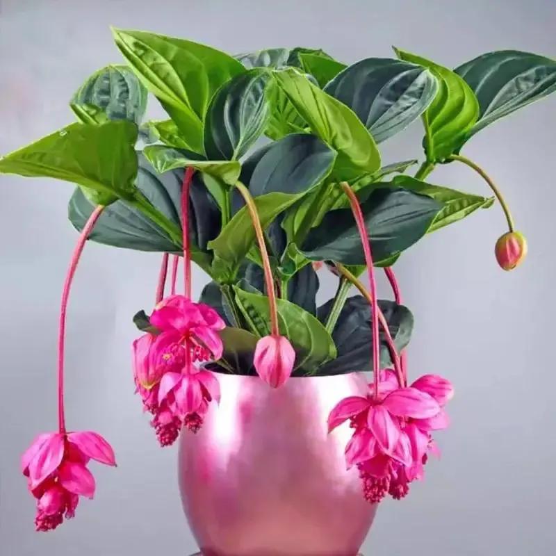 Admire six beautiful hanging flowers with soft branches and cascading ...