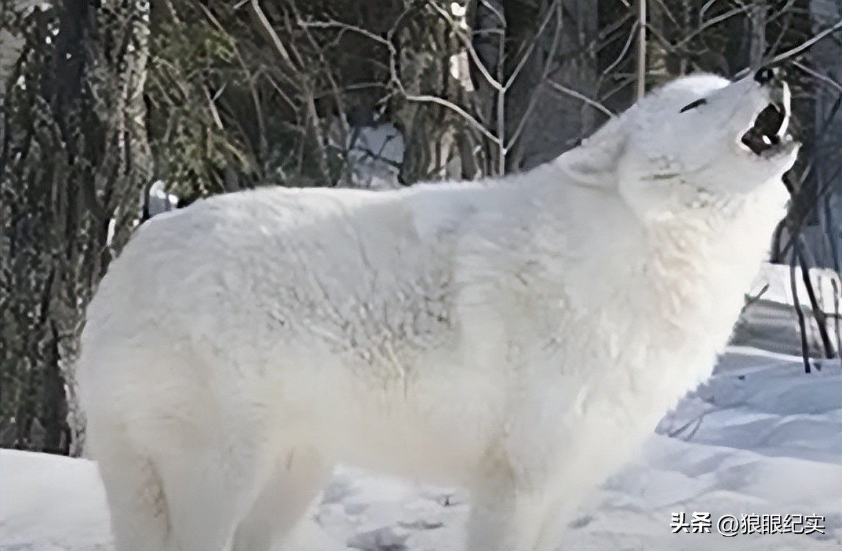 Extinct animal, Newfoundland white wolf. - iMedia