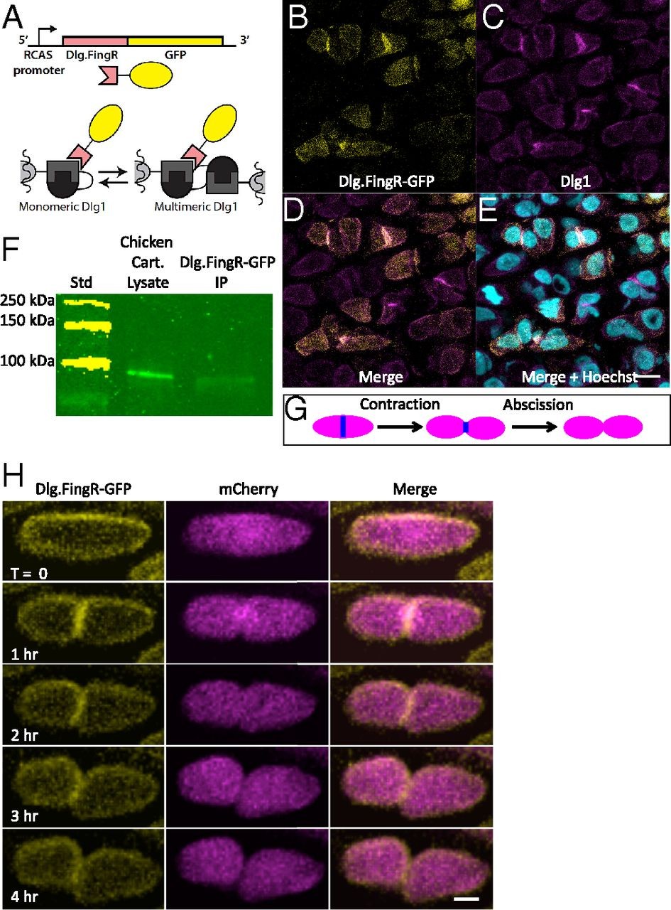 Discs large 1 controls polarity of daughter cells after cell division ...
