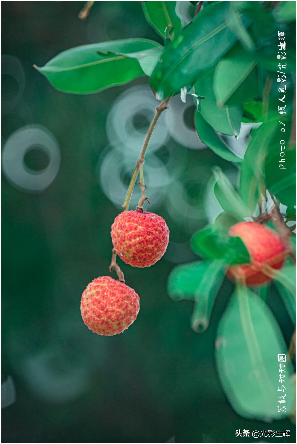 Photo Fun Fact: Lychees vs Donuts - iMedia