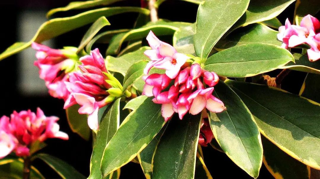 Finding the truth about Ruixiang's leaves - iNEWS