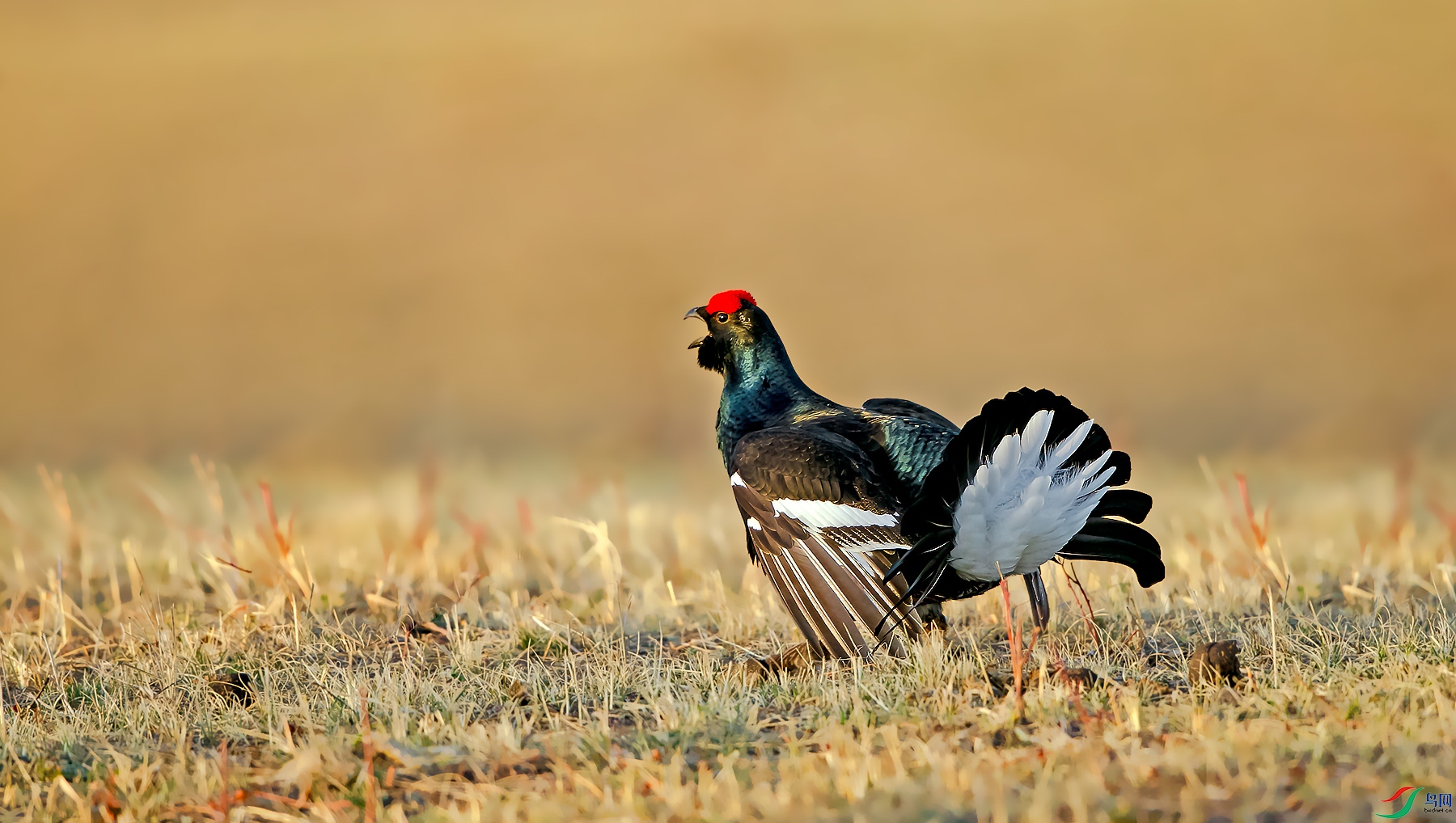Xinjiang black qin chicken plays with wild wolf and kills it - iNEWS