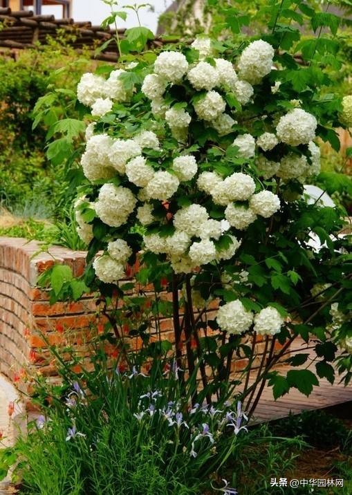 How to plant wood hydrangea, what to pay attention to, it can also be ...
