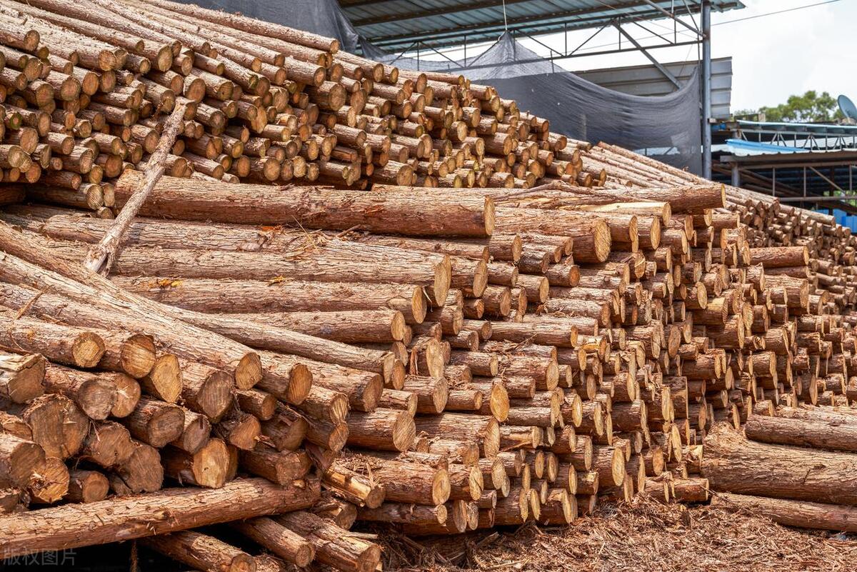 End of native timber logging in Victoria, Australia, forcing local ...