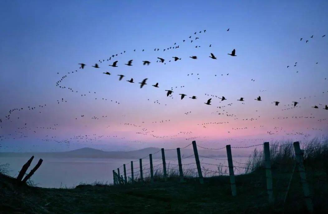 do you know? Behind Wild Goose Flying South is a story about teamwork ...