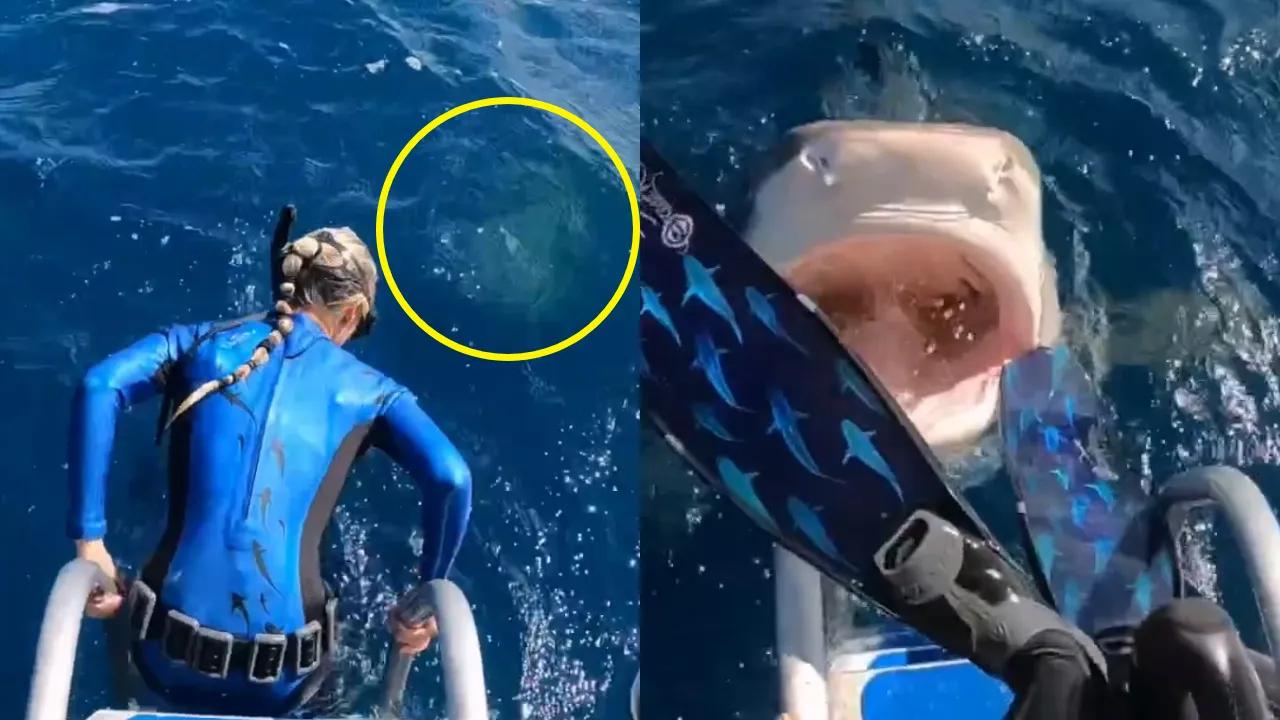 Diver Almost Jumps Into Sharks Mouth at Jim Roebuck blog