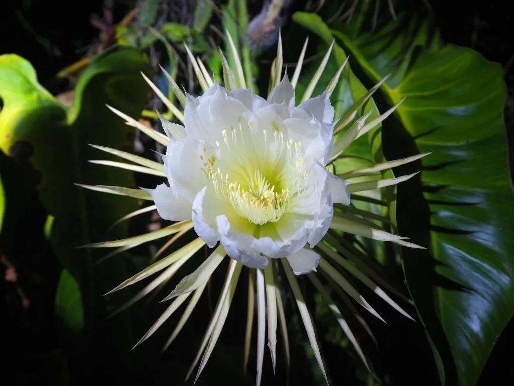 5 Unusual Types of Cacti? That You Can Grow at Home? - iMedia